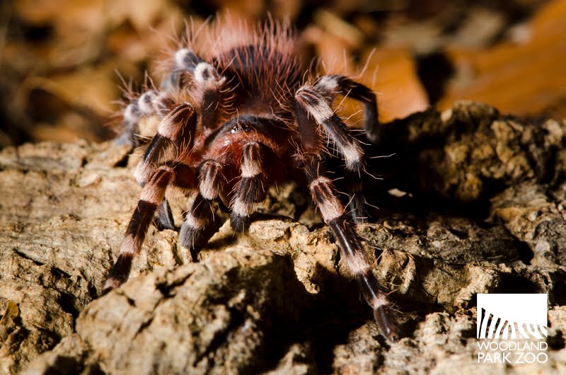 Zoo takes in smuggled tarantulas