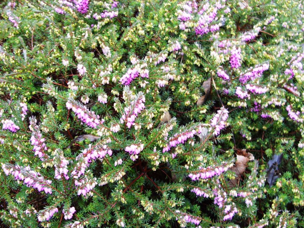 Kelli's Northern Ireland Garden: Irish Heather