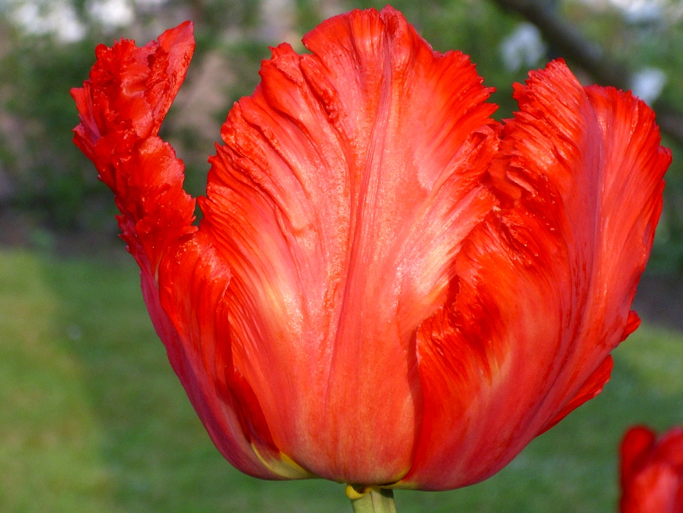 Karin`s Garden: Spring Days3