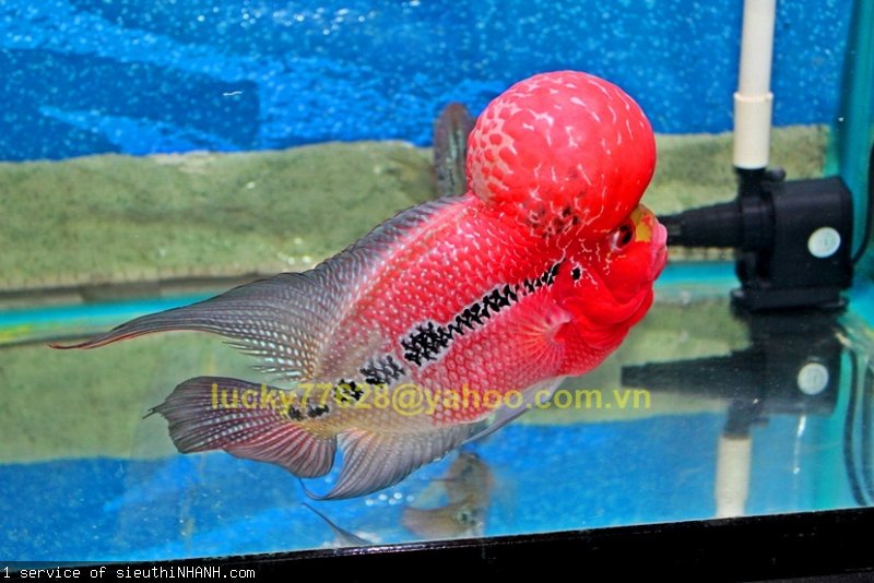 Flowerhorn The Hybrid Cichlids: Red Flowerhorn