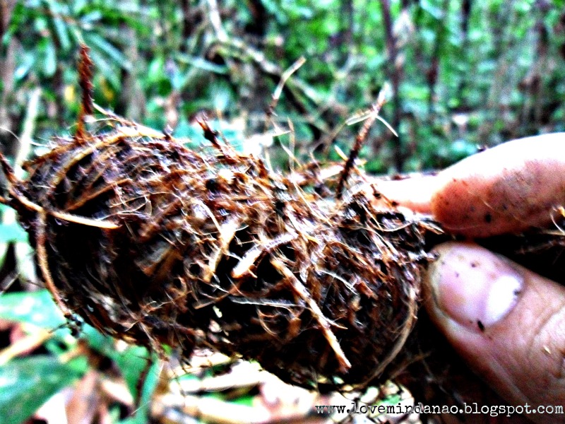 Cocoon recovered from a decaying palm tree