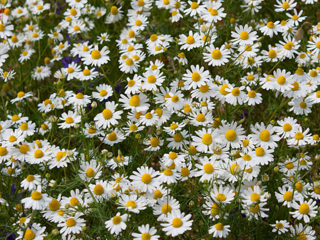 Seminte si plante de gradina hobby: Musetel-Matricaria chamomilla