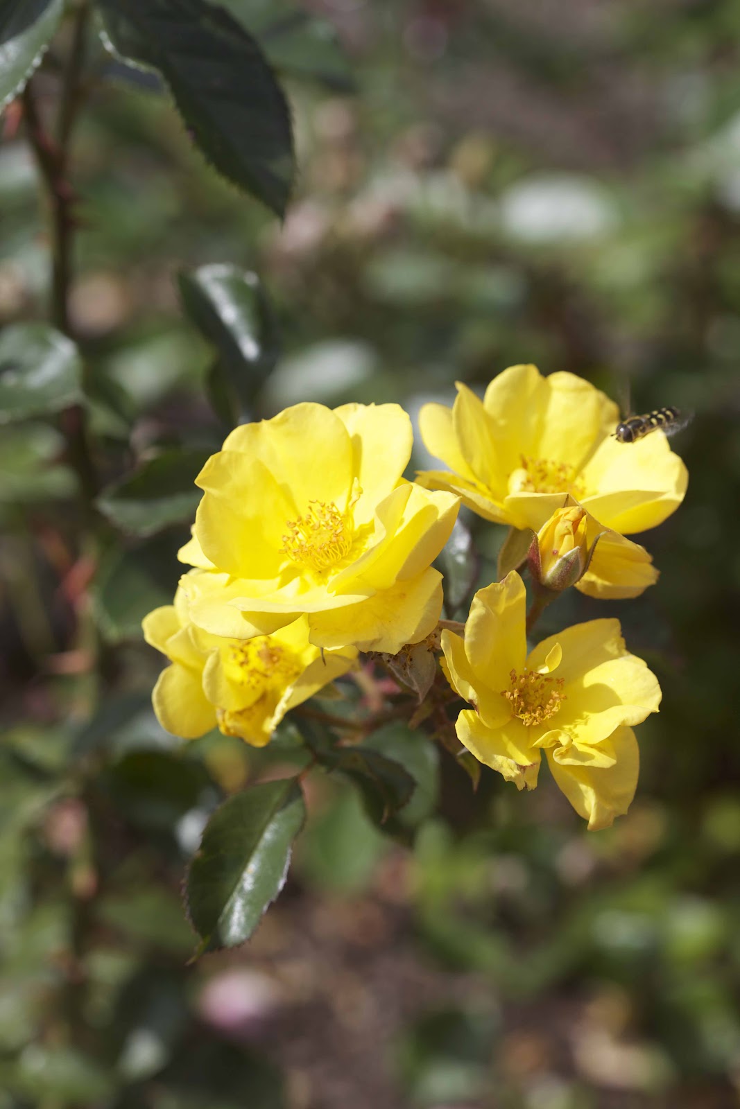 Garden Living: Roser, yndige og vanskelige - slik får du de til