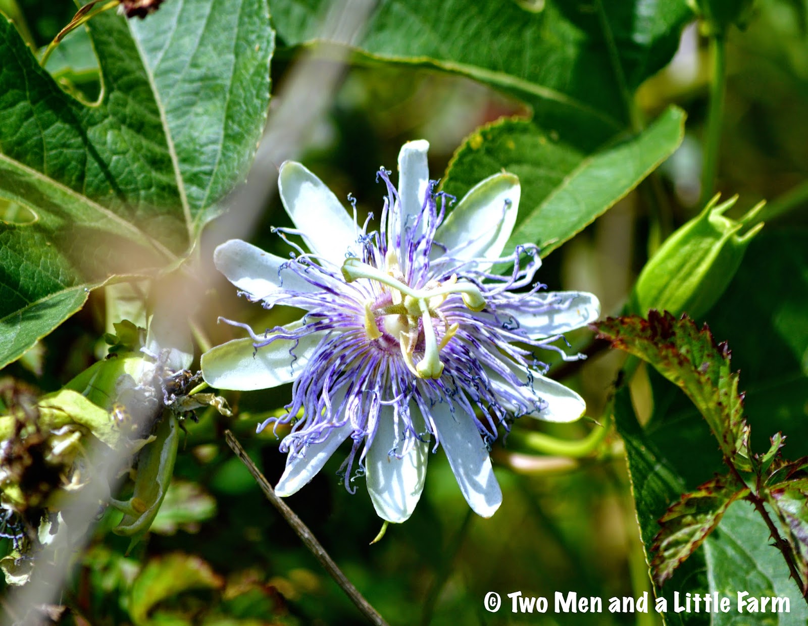 Two Men and a Little Farm: MAYPOPS GROWING WILD