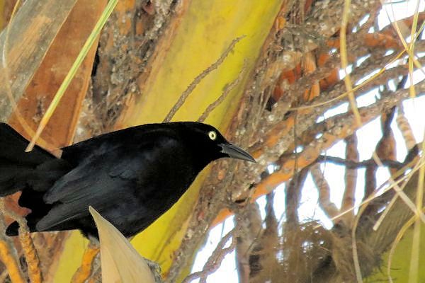 A GUIDE TO NORTHEASTERN GARDENING: The Gardens of Aruba: A Look Beyond ...