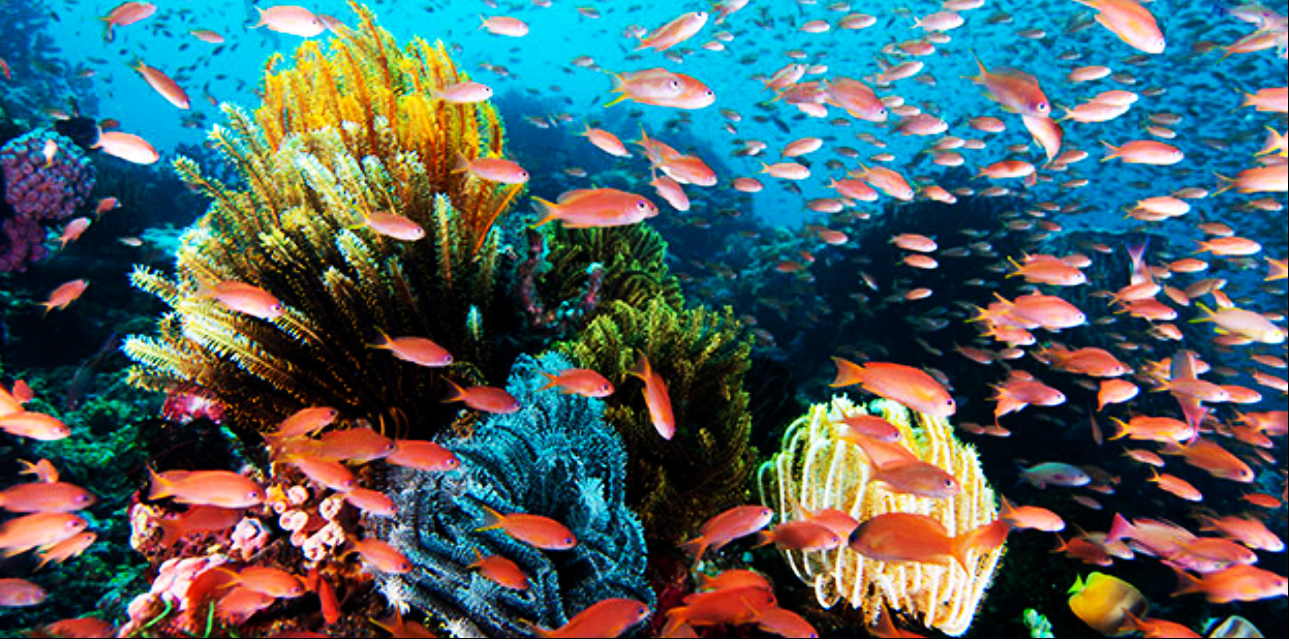 The Beauty Landscape of Indonesia: The Best Dive Spots in Indonesia