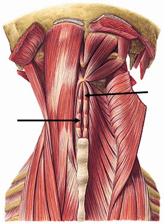 Anatomía y Fisiología: Cabeza y Raquis: Músculos del Cuello