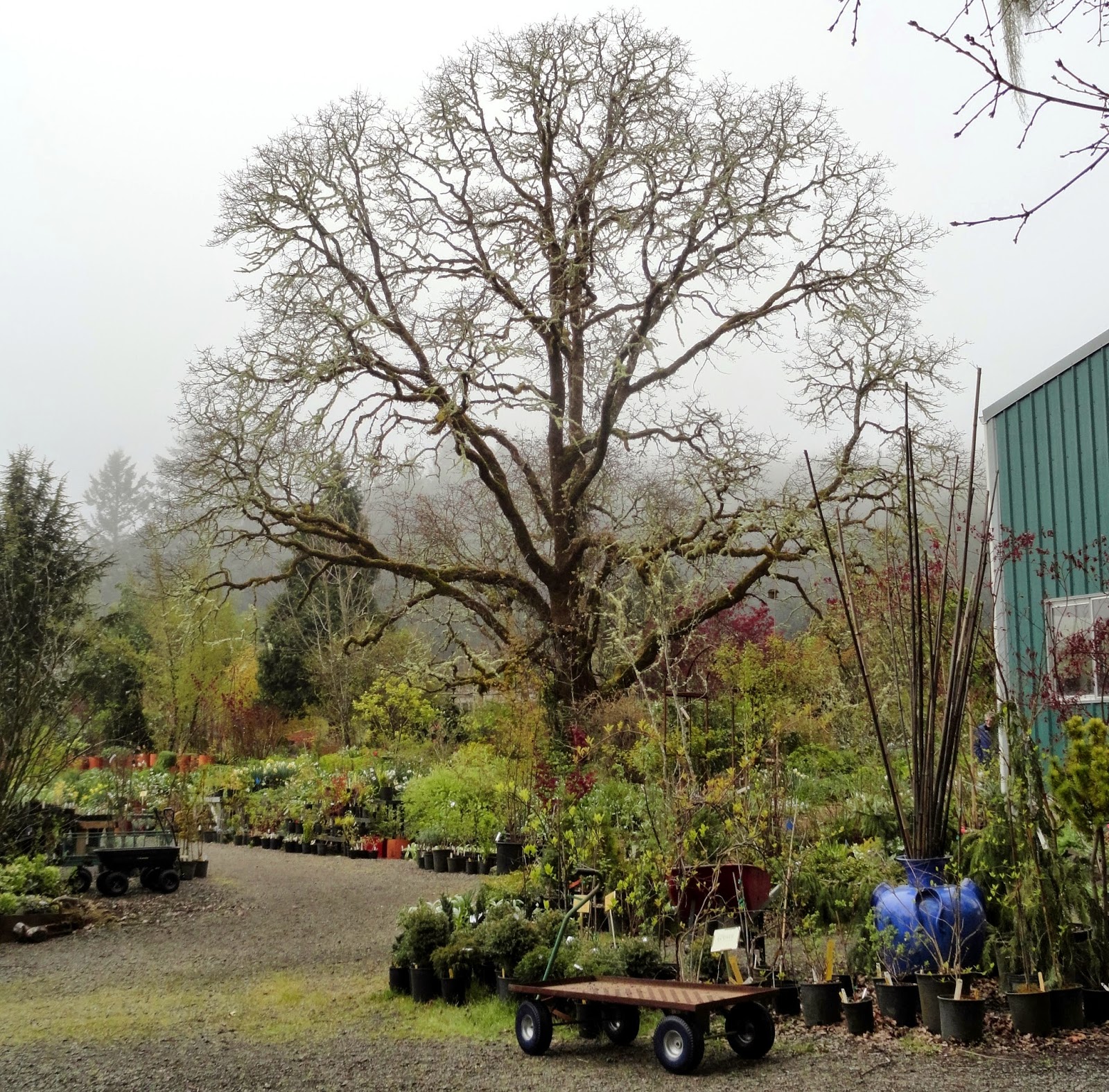 danger garden: An early spring visit to Dancing Oaks Nursery