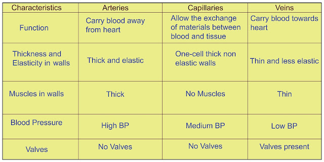 CARDIOVASCULAR SYSTEM FUNCTION - Info Dear
