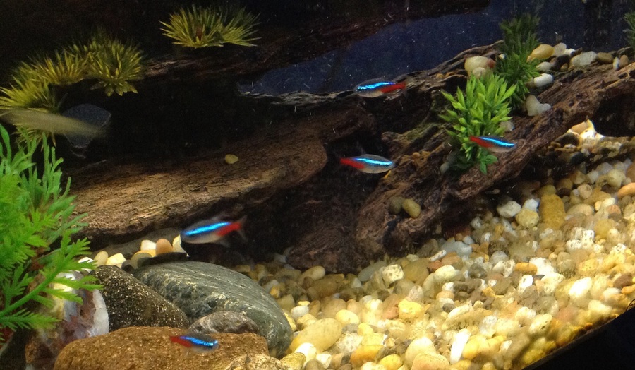 Who are the best betta tank mates? ~ Betta Aquarium King