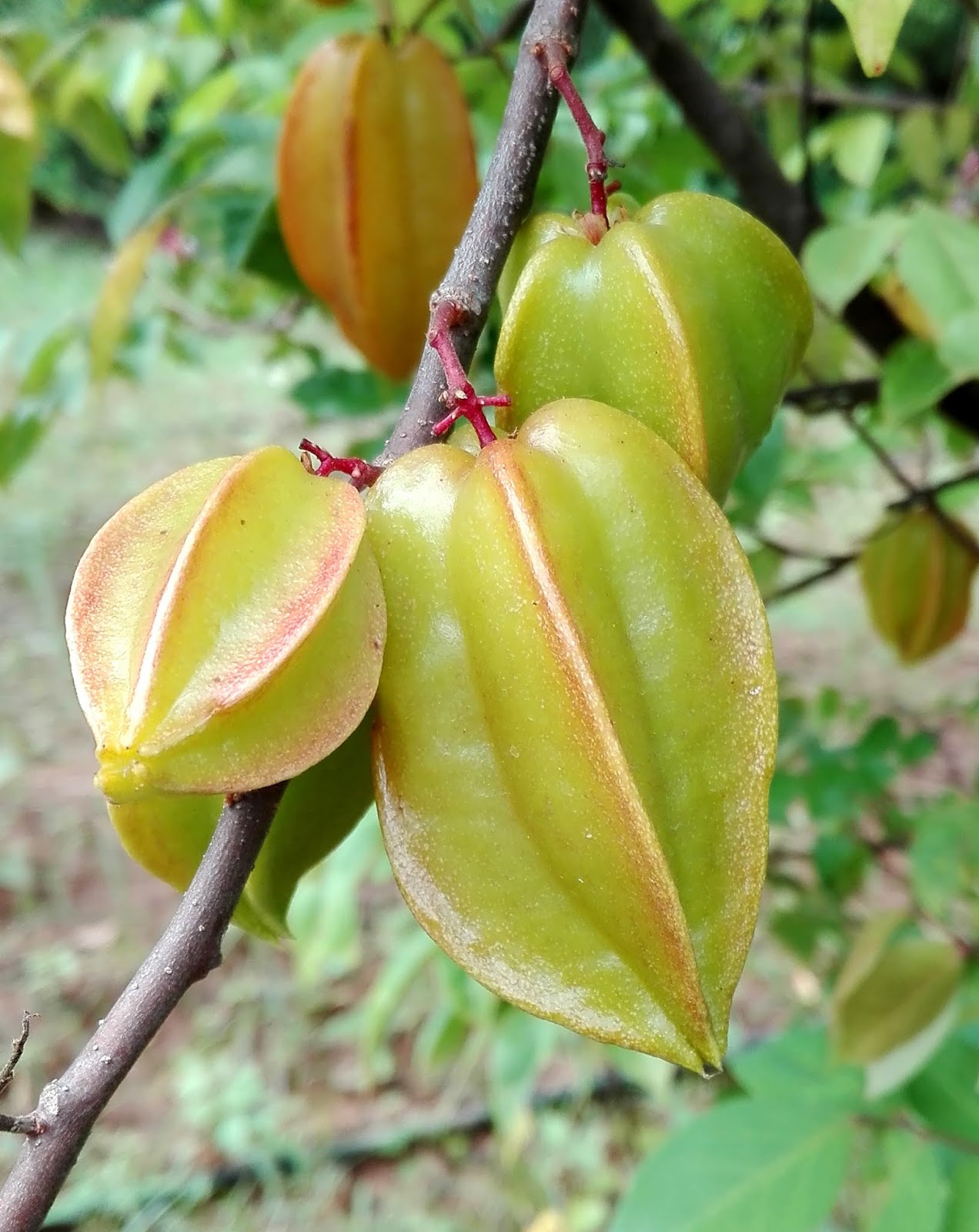 The Multicolored Diary: S is for Starfruit and Greed (A to Z Challenge ...