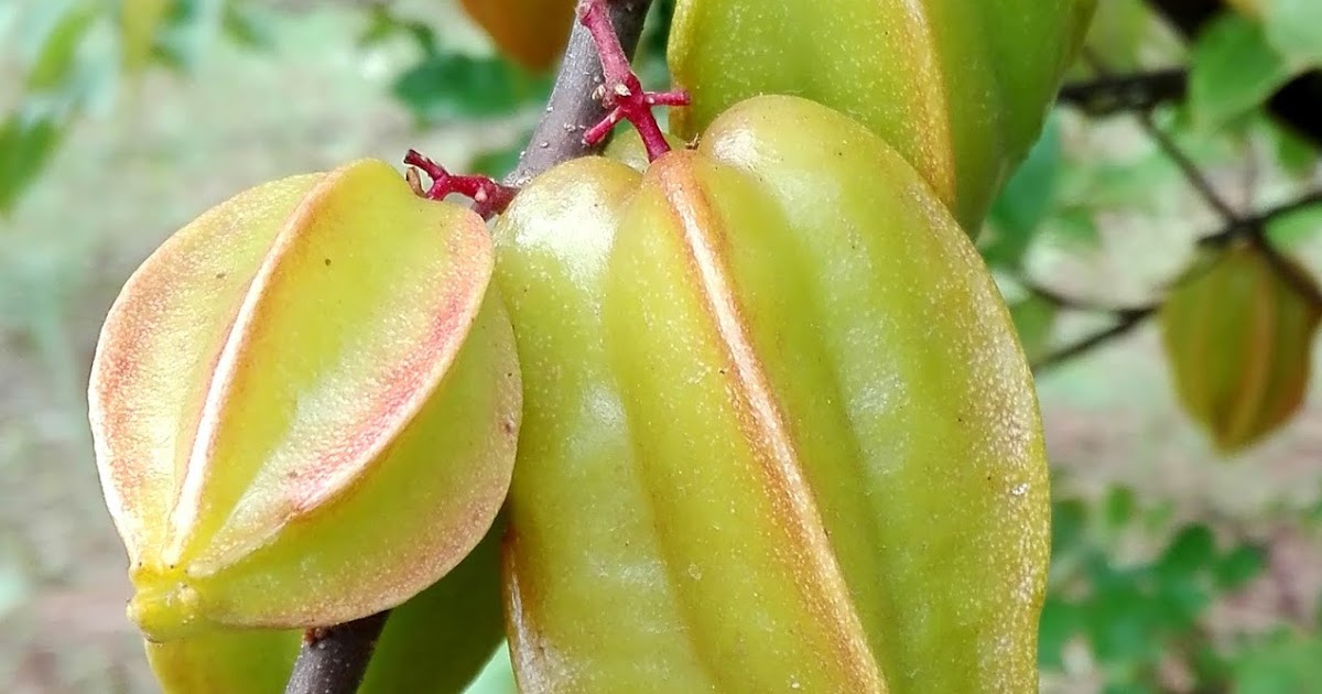 The Multicolored Diary: S is for Starfruit and Greed (A to Z Challenge ...