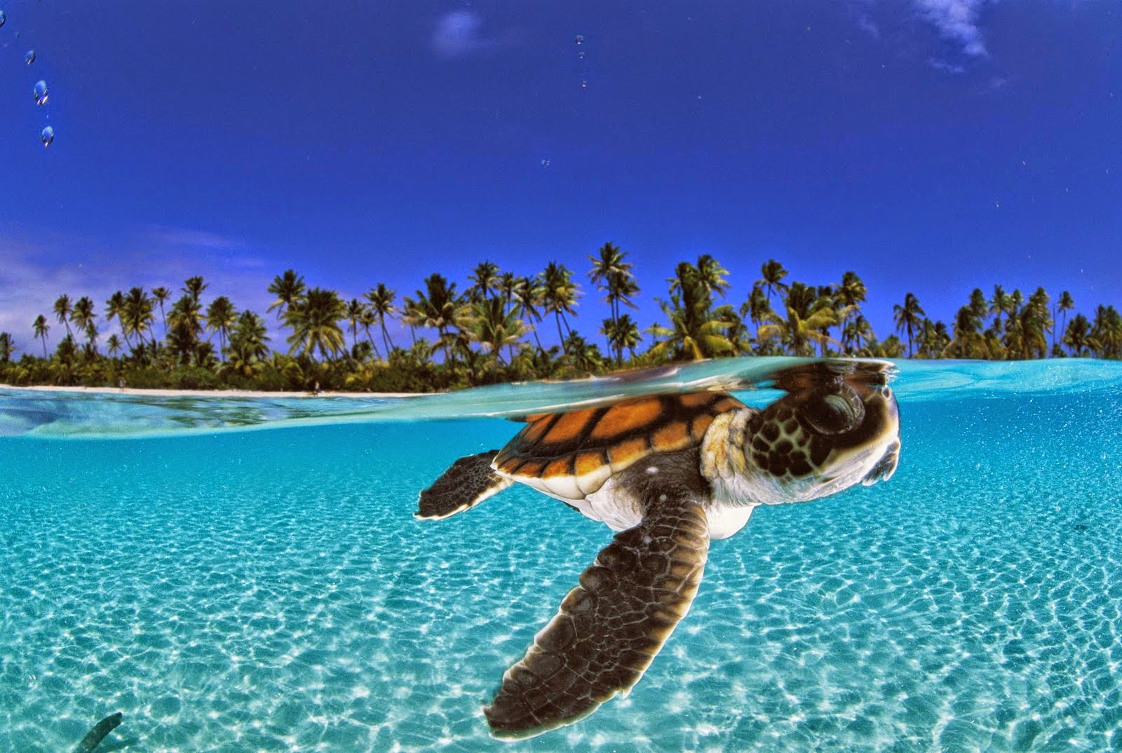 Sea Turtle - HD Wallpapers | Earth Blog