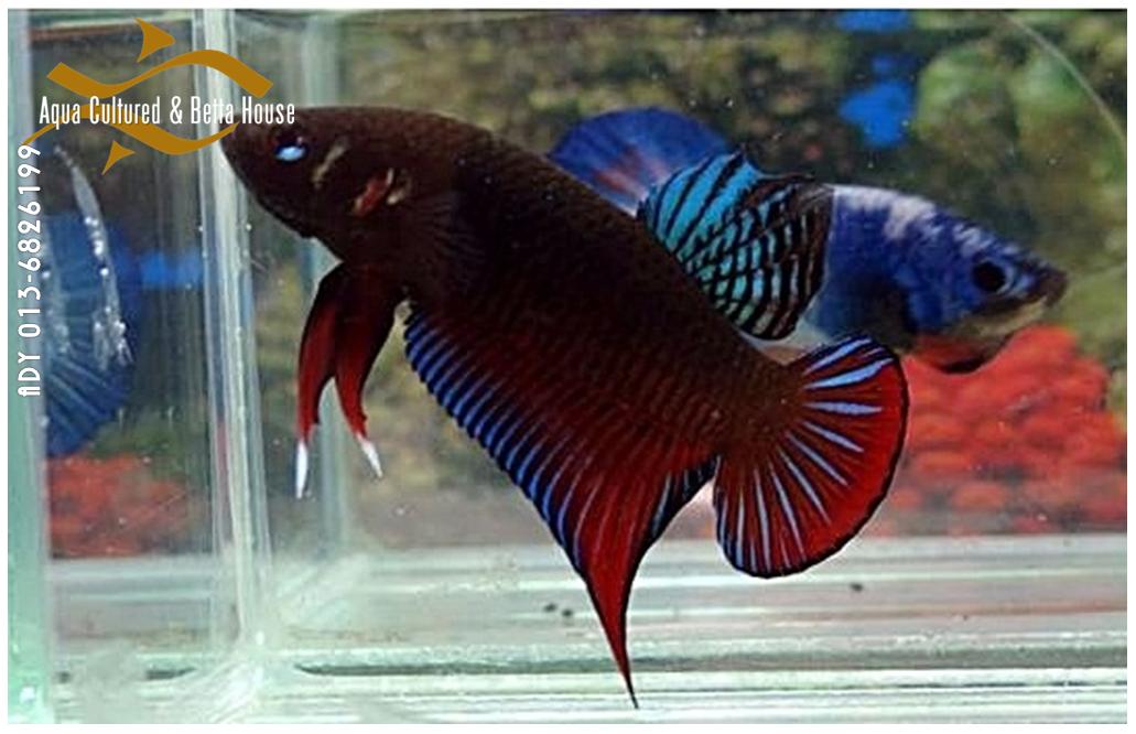 Aqua Cultured And Betta House: Wild Betta Collections...