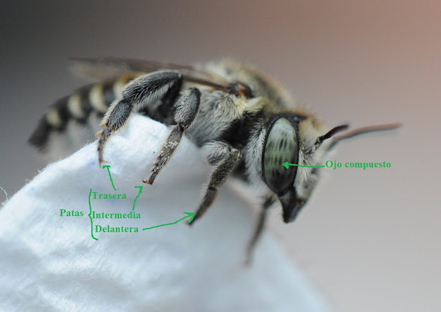 APRENDIENDO CON LA VISTA: CABEZA, TORAX Y ABDOMEN DE UNA ABEJA