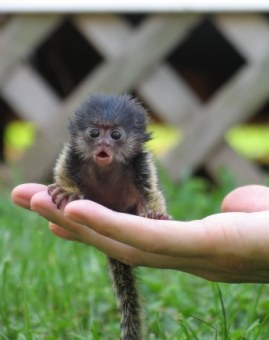 Funny Pictures Gallery: Small monkeys, small monkey, types of small ...