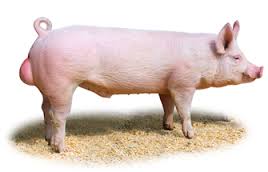 UFUGAJI BORA WA NGURUWE - TANZANIA NA KILIMO