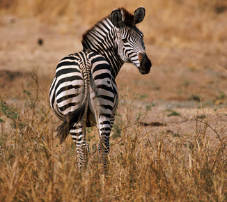 ANIMALS PLANET: Wild Animals