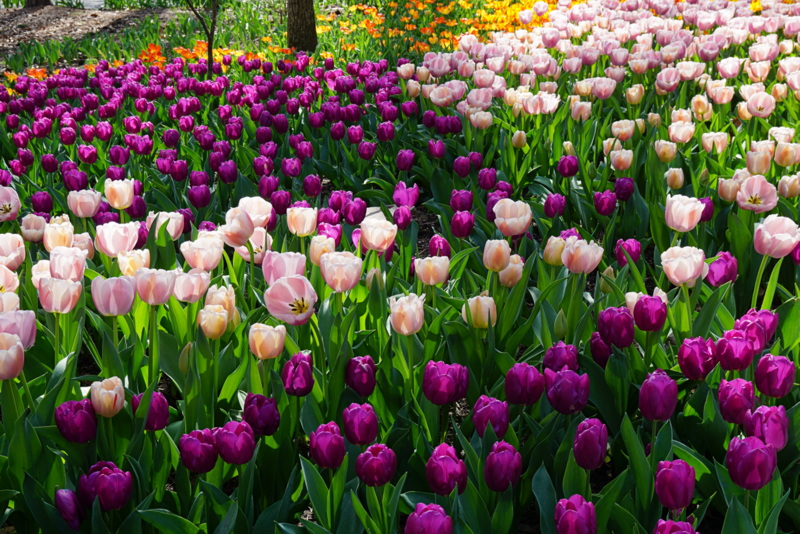 FocusingOnLife: Tulip Mania