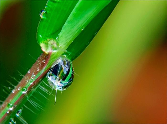 World Of Technology: Macro Photography (57 pics)