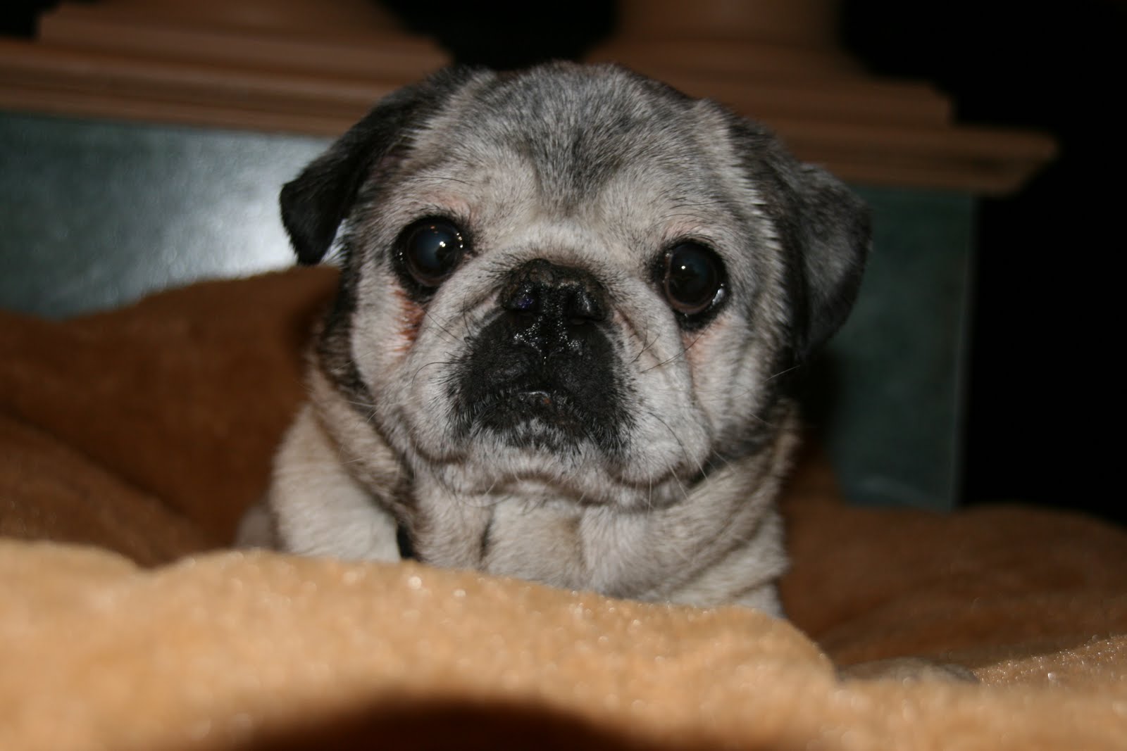 Snooters: Pook is Home!