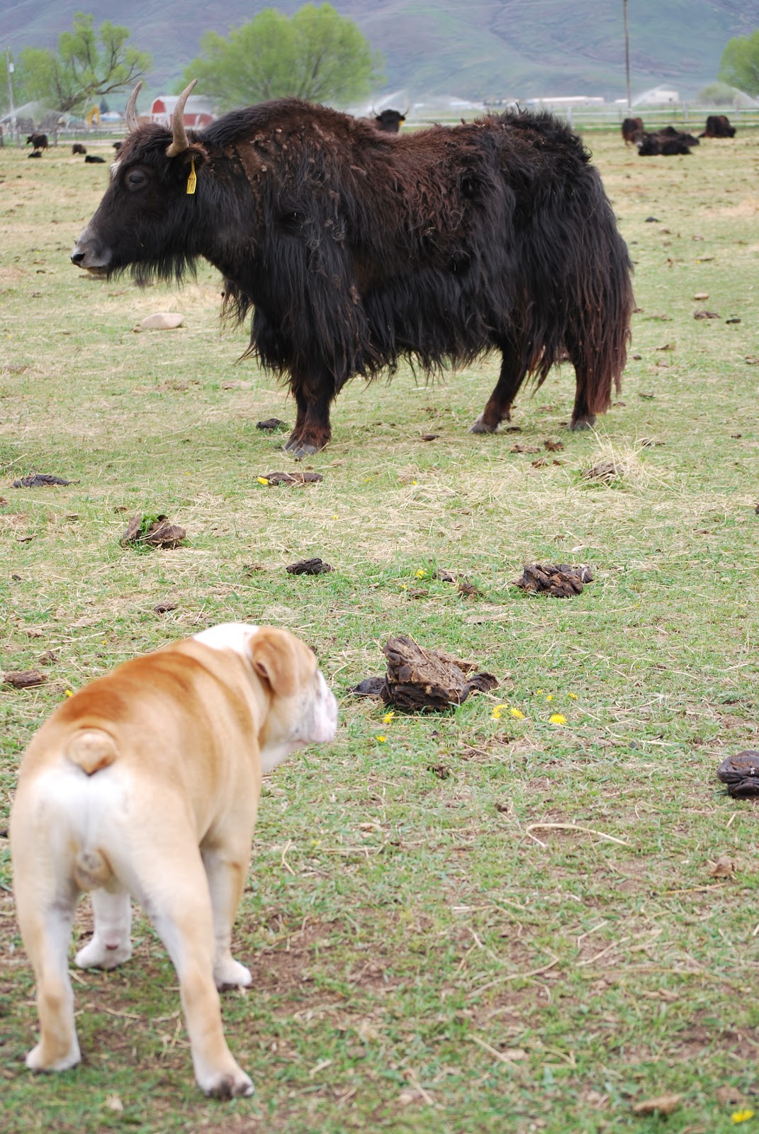 Talk to Me: a real yak attack