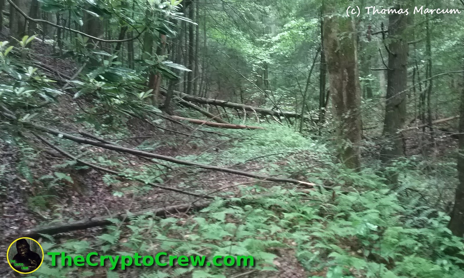 Bigfoot Tree Knock Captured on Audio ~ The Crypto Crew