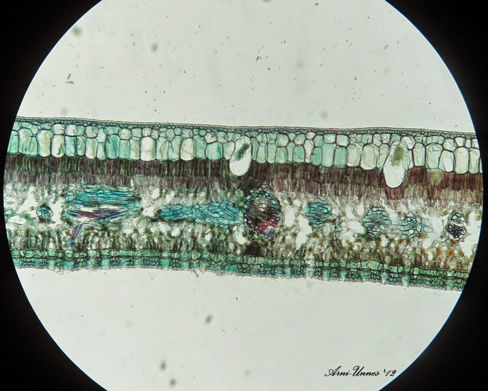 Biology of Animals and Plants: ANATOMI TUMBUHAN