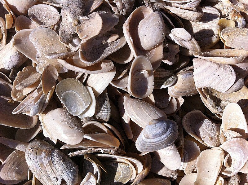 The Journey's End: Landscaping with sea shells...