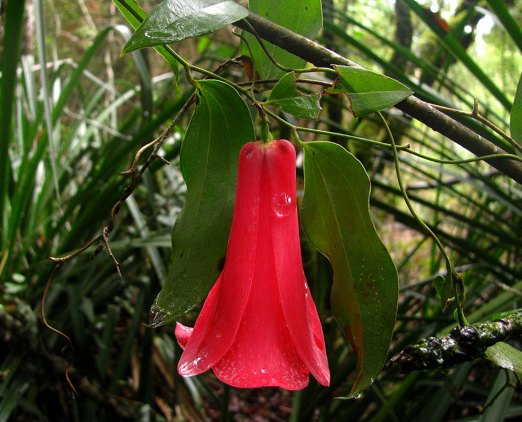 Semblance of Spanish America: THE COPIHUE, CHILE'S NATIONAL FLOWER