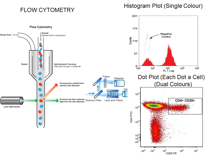 Multiple Sclerosis Research: Flow Cytometer the Immunology Machine that ...