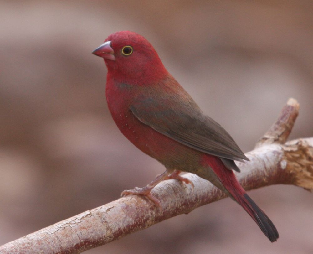 Red-billed Firefinch (Africa). My favourite little bird in Kenya, and ...