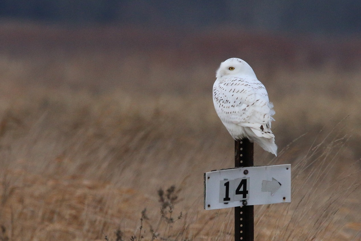 Michigan Exposures: Catching A Pair of Snowy Owls at Fish Point
