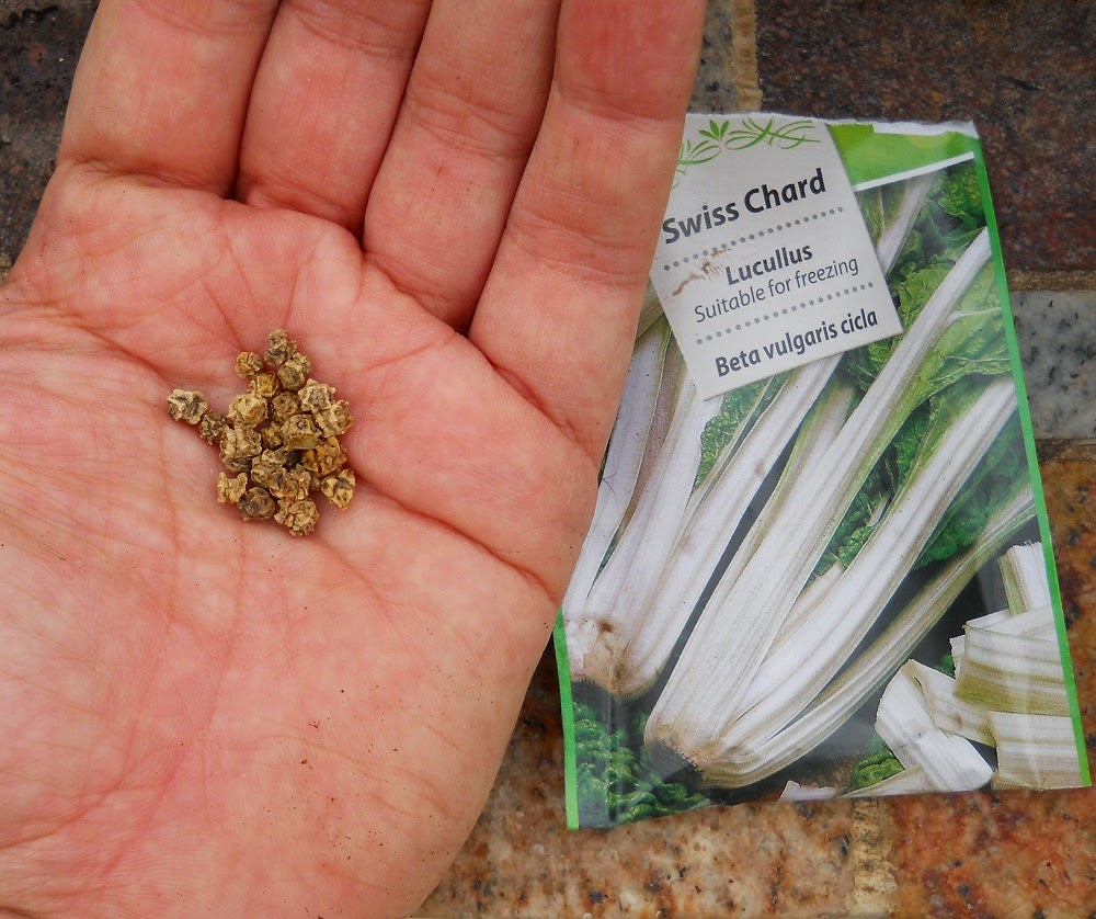 Plantas para hombres: Beta vulgaris cicla, acelga