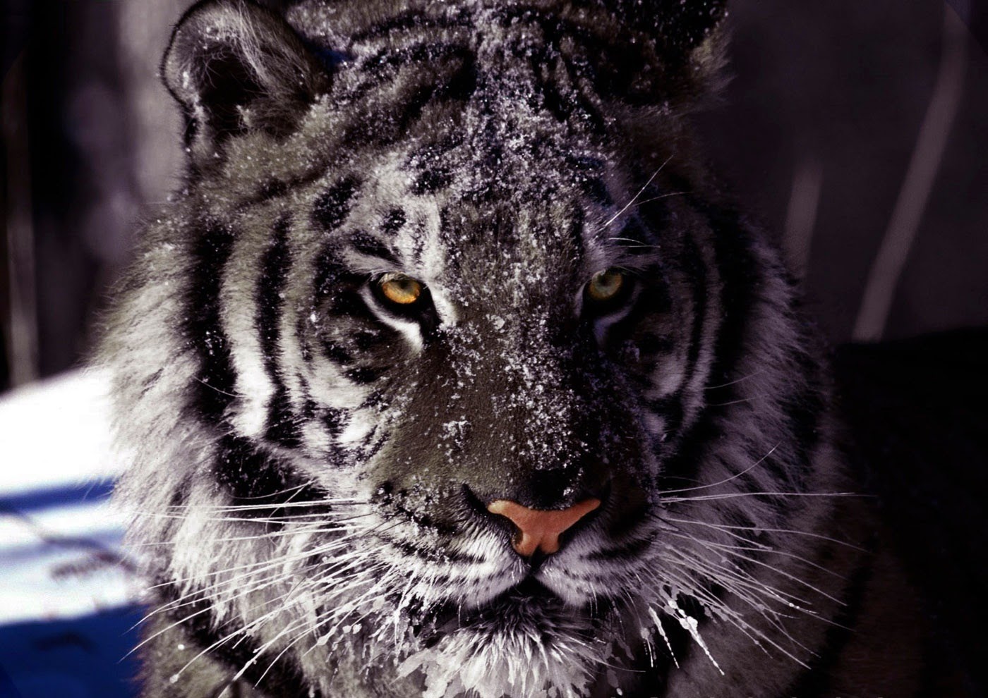 Animalia: Espécies: Tigre de Bengala