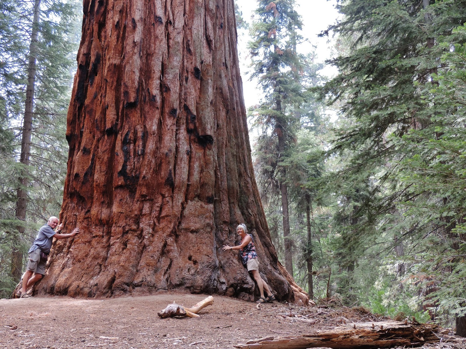 2015 TRAVELS : TRAIL OF 100 GIANTS, GIANT SEQUOIA NATIONAL MONUMENT ...