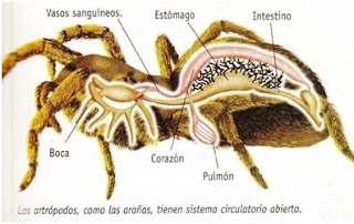 El Increíble Mundo de los Artrópodos: Características 2