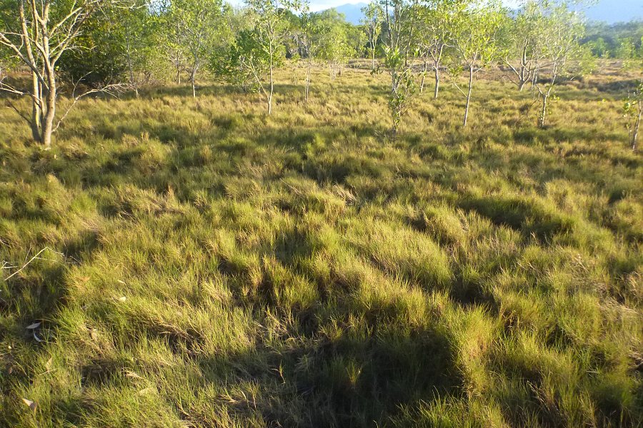 Queensland Coast: Grassy Salt Pans of Cairns