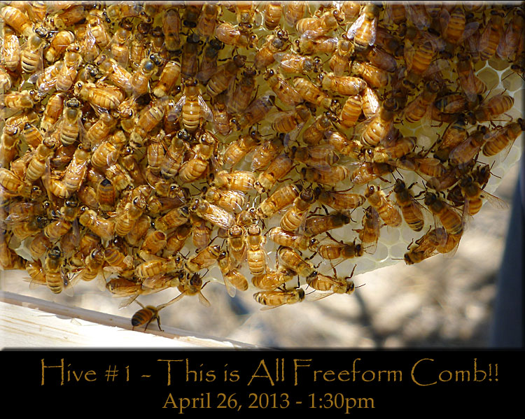 Michelle's Bee Adventures: First Hive Inspection Complete... Mixed Bag Michelle's Bee Adventures: First Hive Inspection Complete... Mixed Bag