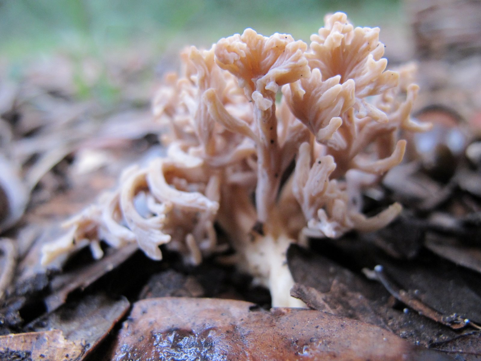 a FUNGHI nel SALENTO e... anche altrove: Clavulina rugosa (Bull) Schröt