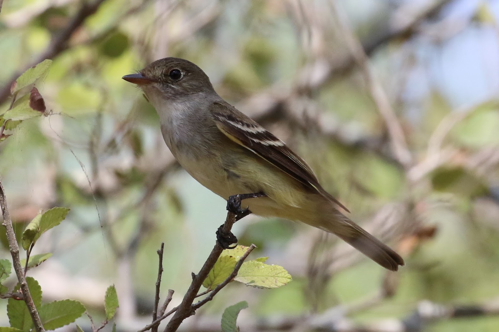 Antshrike's Bird Blog: Empidomania at Santa Ana NWR, 8/9/16
