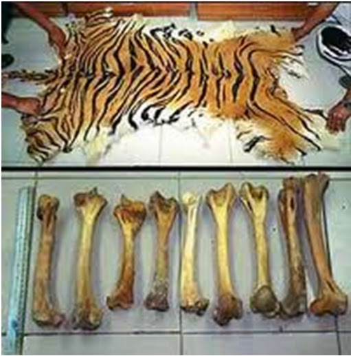 Natureza Viva: Tigres/Tigers
