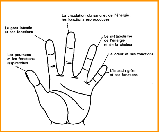 ALERTE VOTRE CORPS VOUS PARLE: ART. N°7 – MAINS, DOIGTS ET ONGLES.