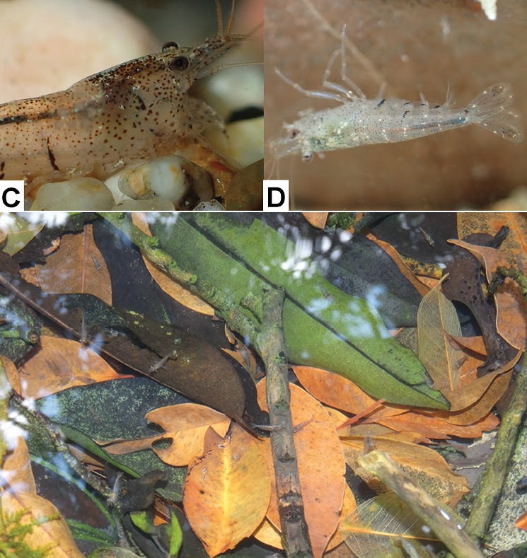 Species New to Science: [Crustacea • 2019] Neocaridina fonticulata • A ...