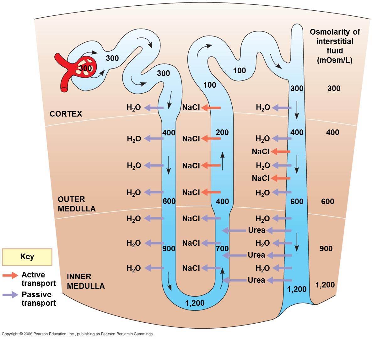 Gambar 6. Pemekatan Urin, sumber: biology 9th edition (Campbell, et. al.)
