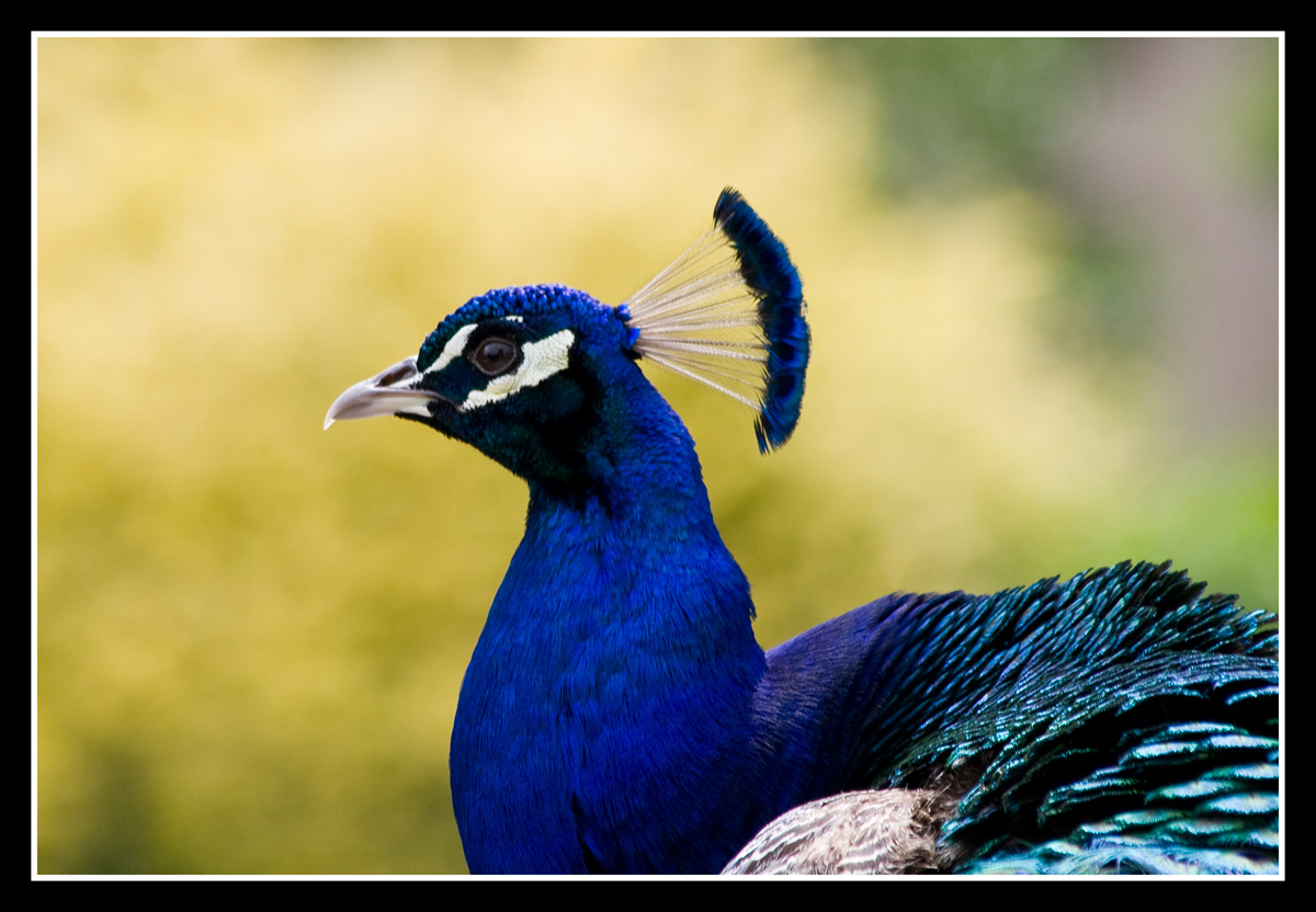 Imágenes de Pájaros: Pavos Reales