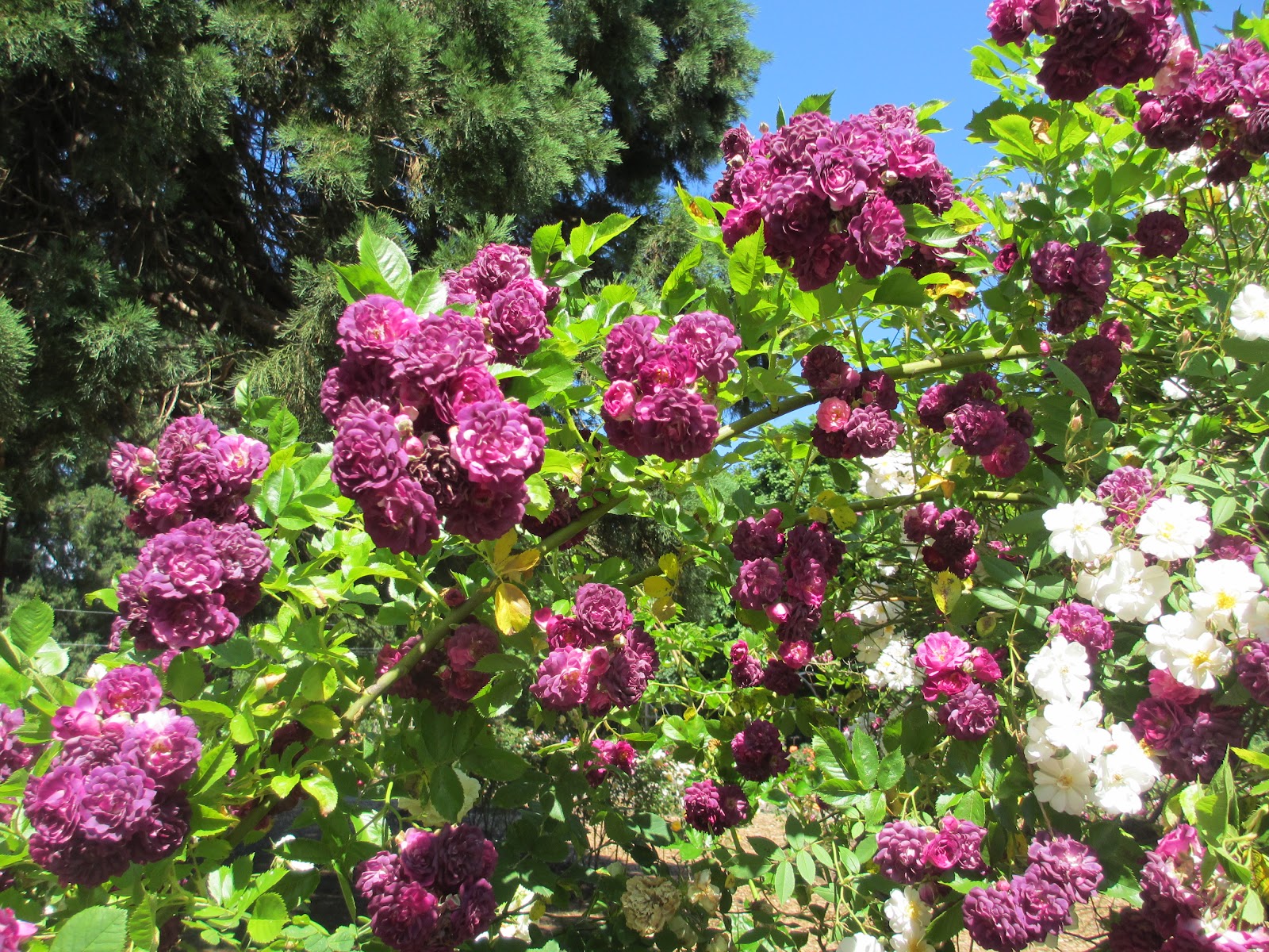 The Well-Watered Garden: 'Bleu Magenta' Rose
