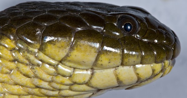 The Herpetology of Trinidad and Tobago: Water Mapapie, Helicops ...