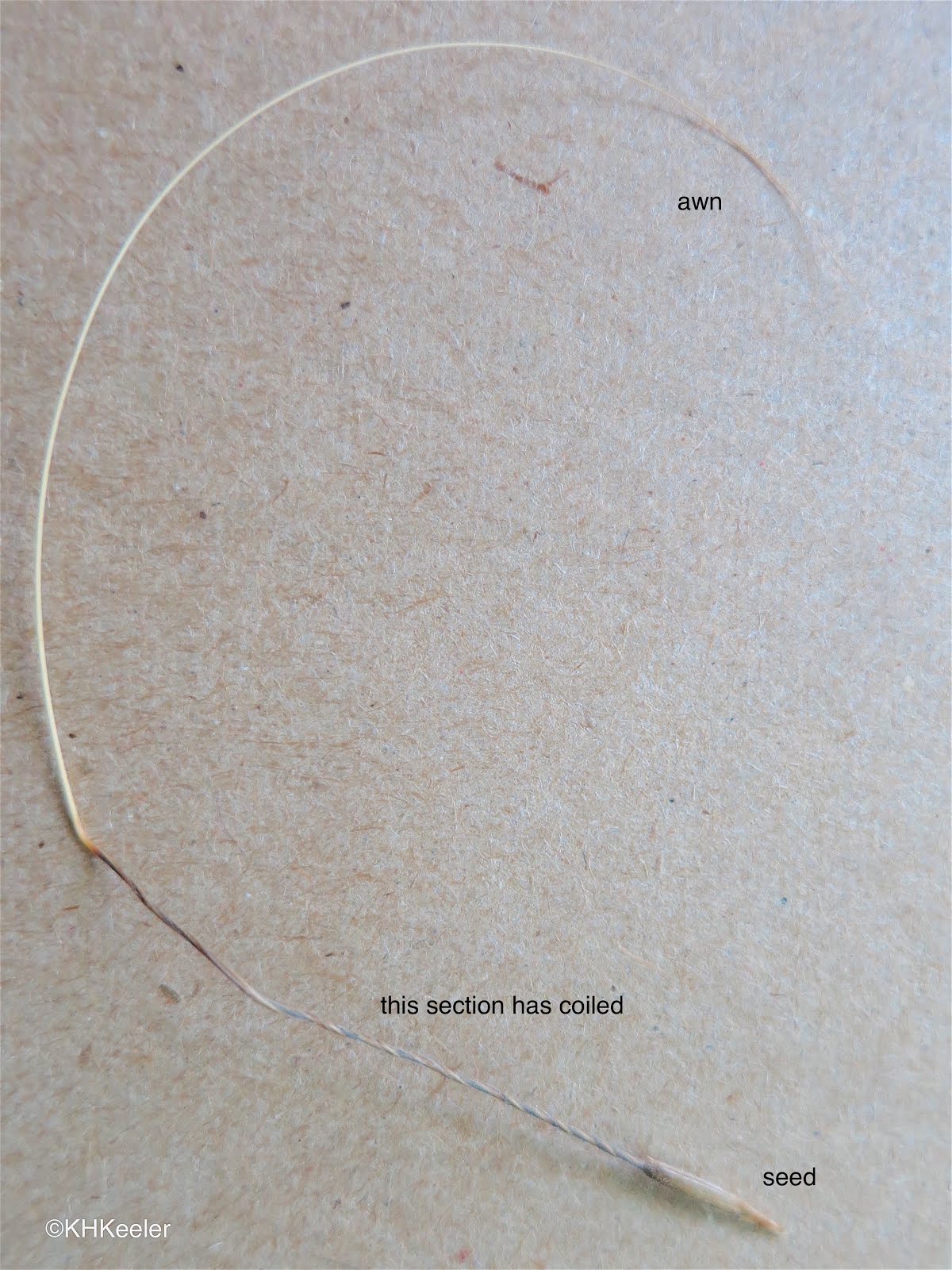 A Wandering Botanist: Plant Story--Needle-and-Thread Grass, Graceful ...