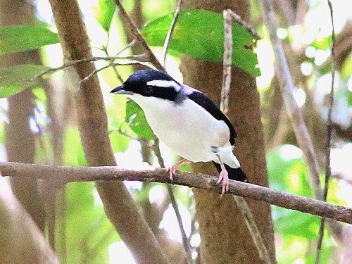 Birding North Unst: 25th February 2017 Mount Lang Biang